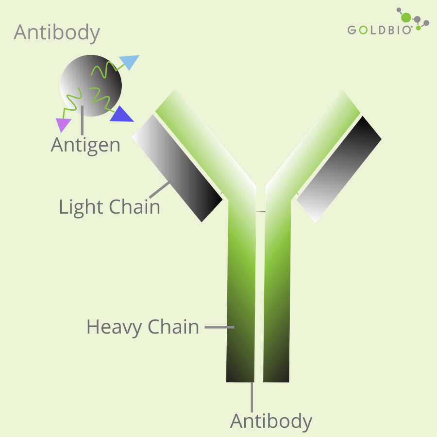 An Introduction to Primary Antibodies and Secondary Antibodies | GoldBio